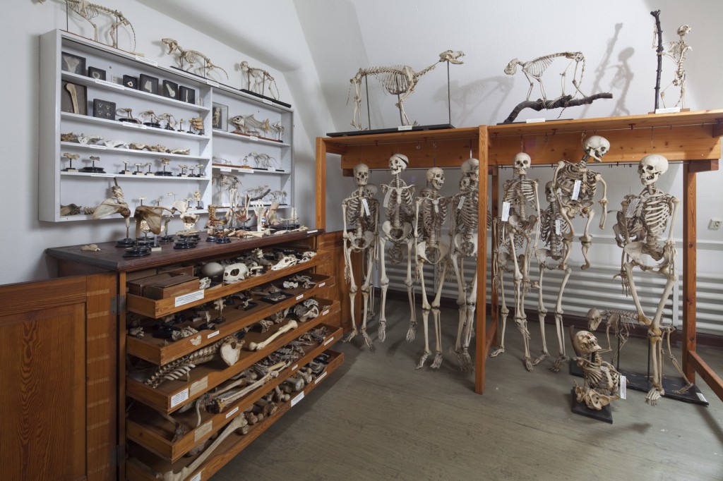 Das Museum Anatomicum in Marburg - Schemenkabinett