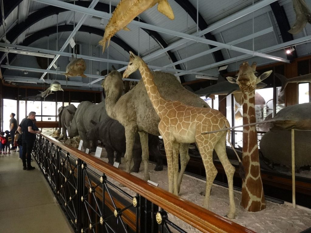 Von Zebras und Schildkröten – Die zoologische Sammlung des Walter ...