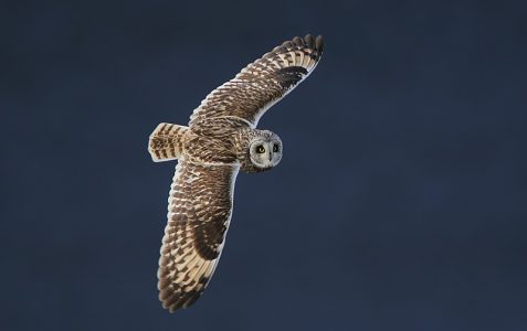 Der lautlose Flug der Eulen - Schemenkabinett